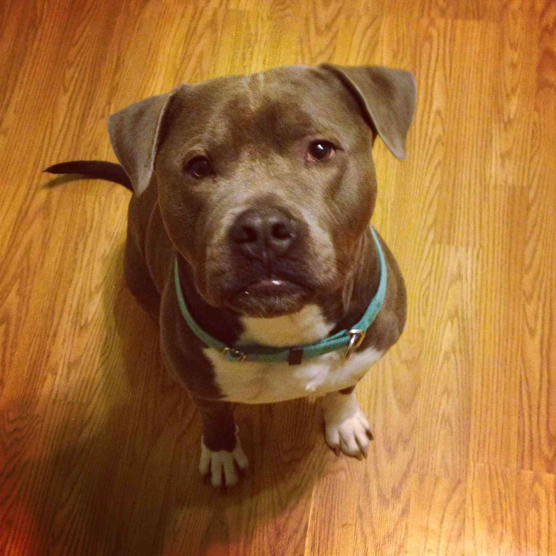 Save the Pitties