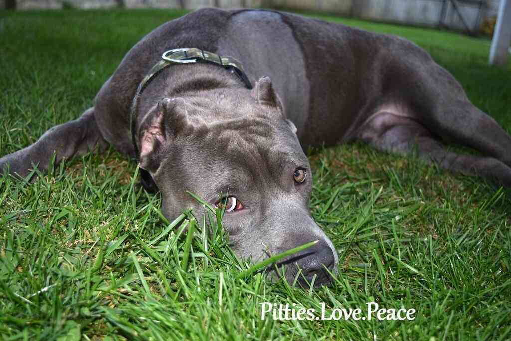 Show us your Pittie Love!