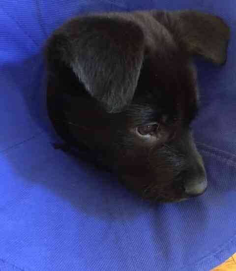 Love a Lab ~ Save a Lab!