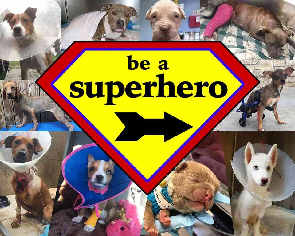 Superheroes for Special Needs Dogs