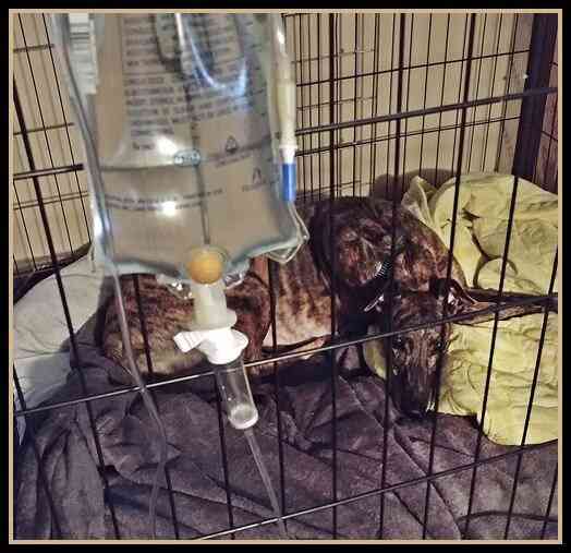 Help A Sick Senior Greyhound