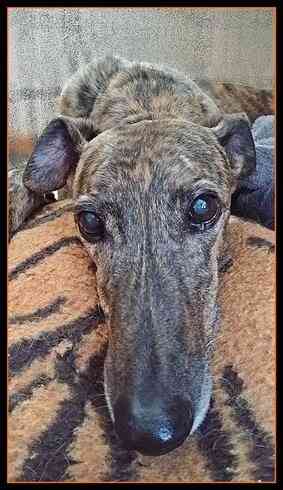 Help A Sick Senior Greyhound