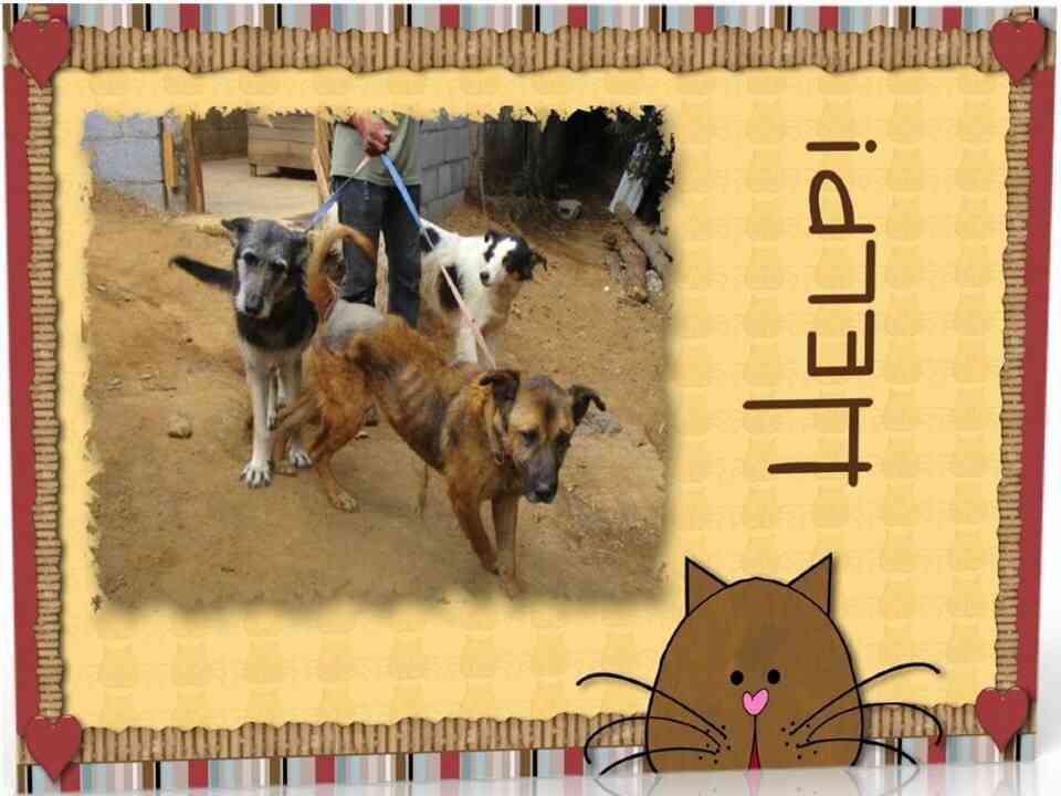 Animal Aware needs your help- May