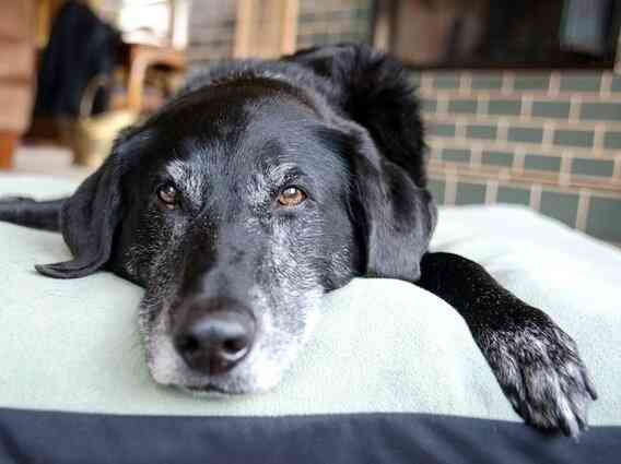 Our air conditioning is completely out and the animals are suffering!