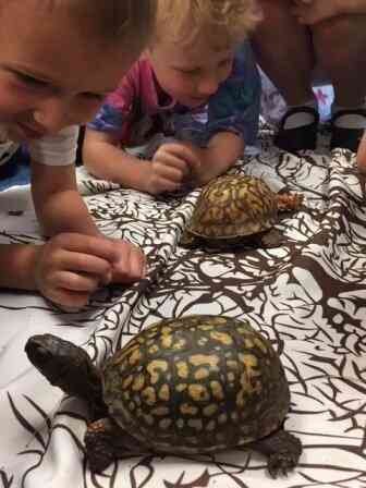 Turtles Need Love Too!