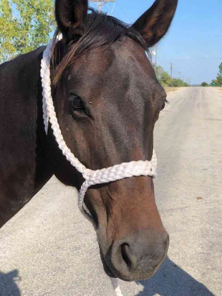 Slaughter bound pair of mares!!