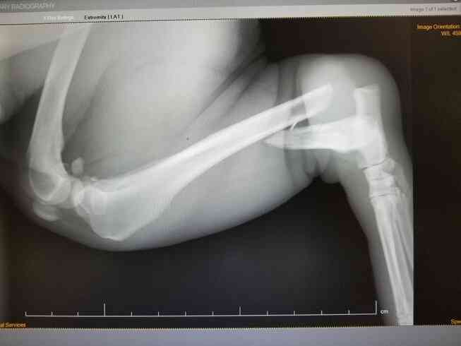 Leg surgery for Phoebe