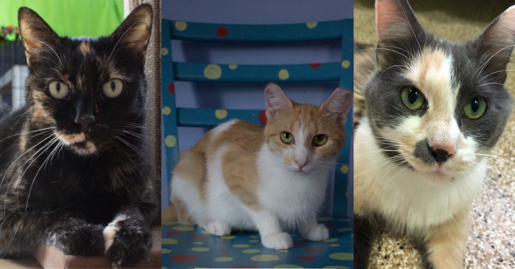 Orphan Animal Rescue & Sanctuary