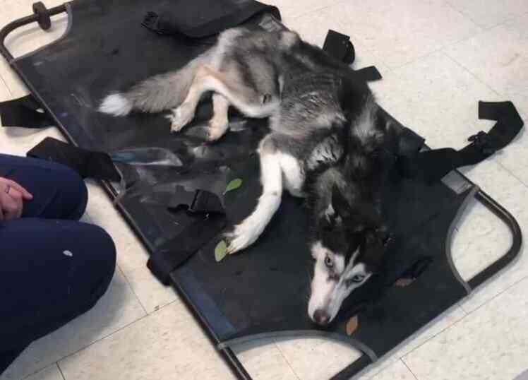 Starved Husky Found Nearly Lifeless