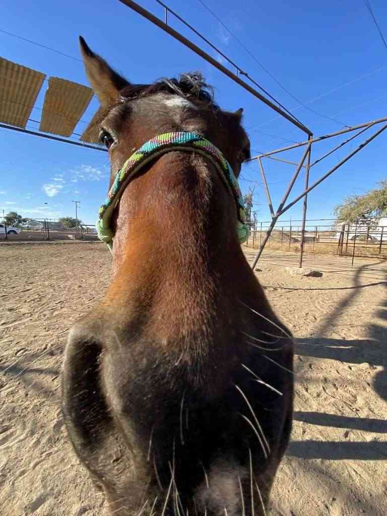 Wildhorse Ranch Rescue 25 Years!