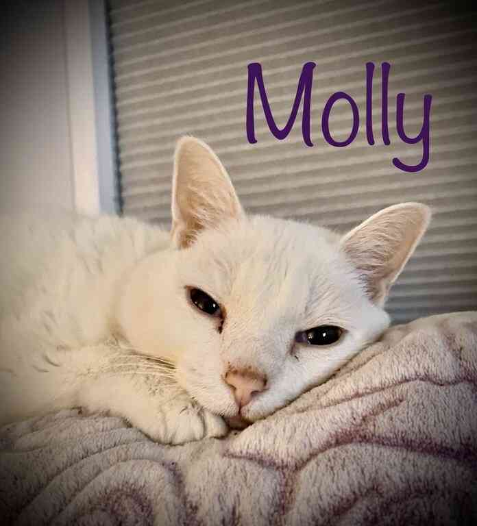 Molly Needs Life Saving Treatment!