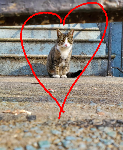 Show Your Love for Bronx Cats!
