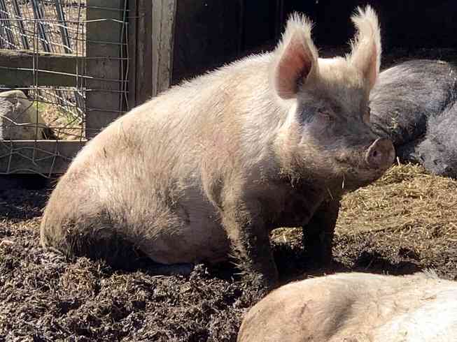 Barnyard $5 Funday Friday