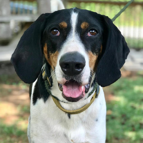 Safe Animal Shelter Needs You!