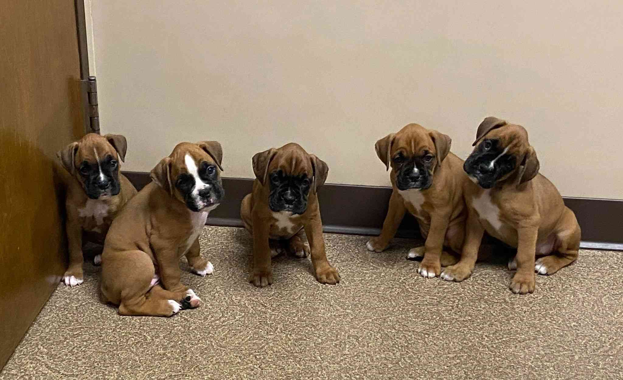 $5 Friday For the Love of a Boxer!