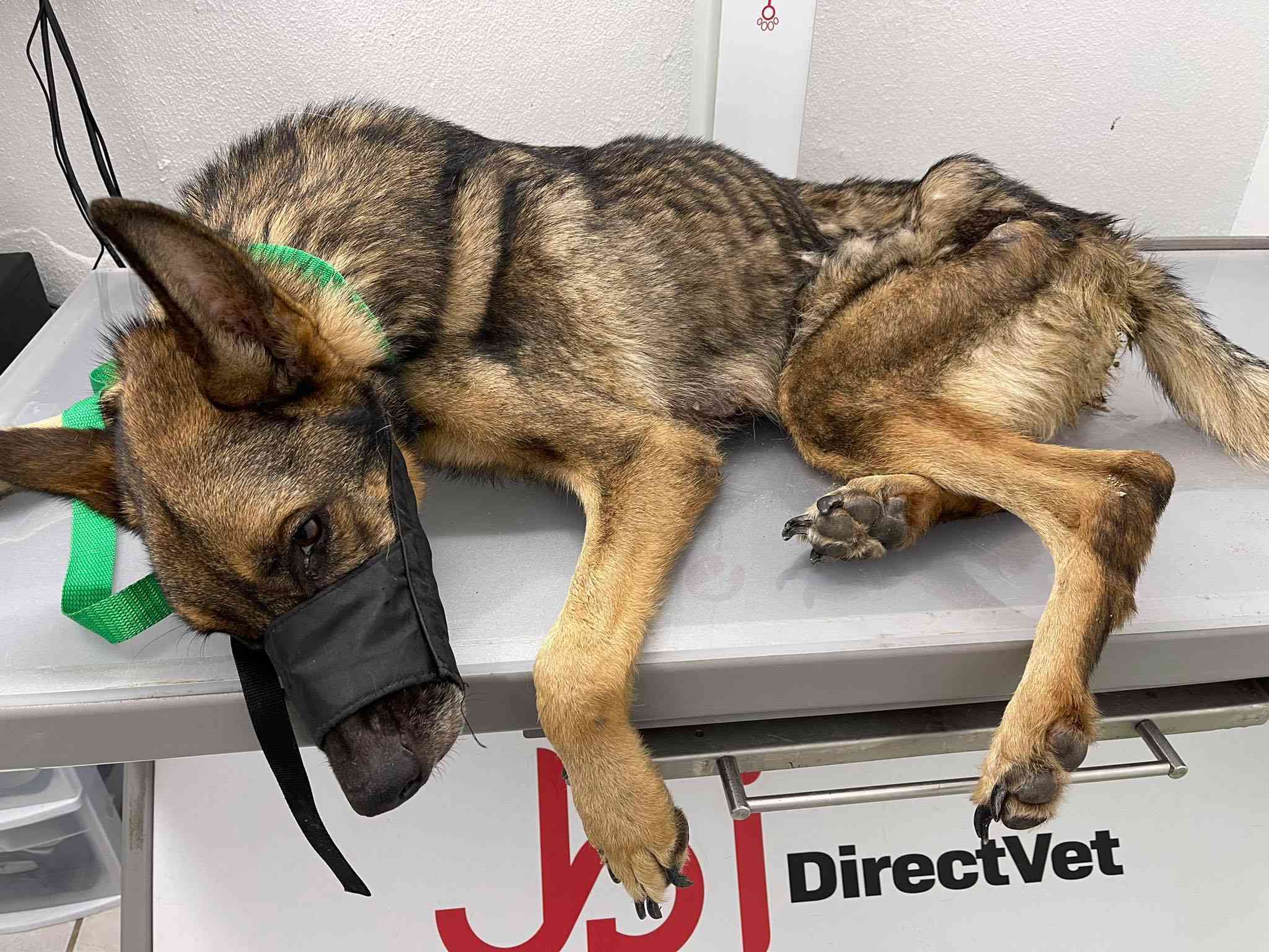 Critical Dog Needs Urgent Airlift!