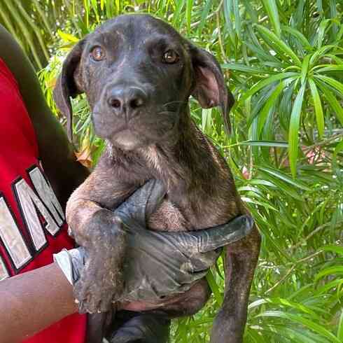 60 Dogs Will Be Saved Today