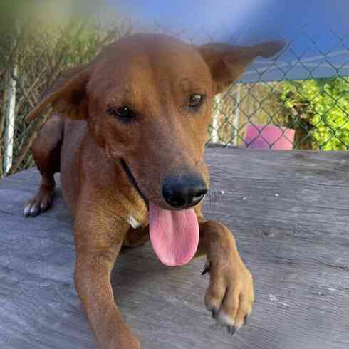 60 Dogs Will Be Saved Today