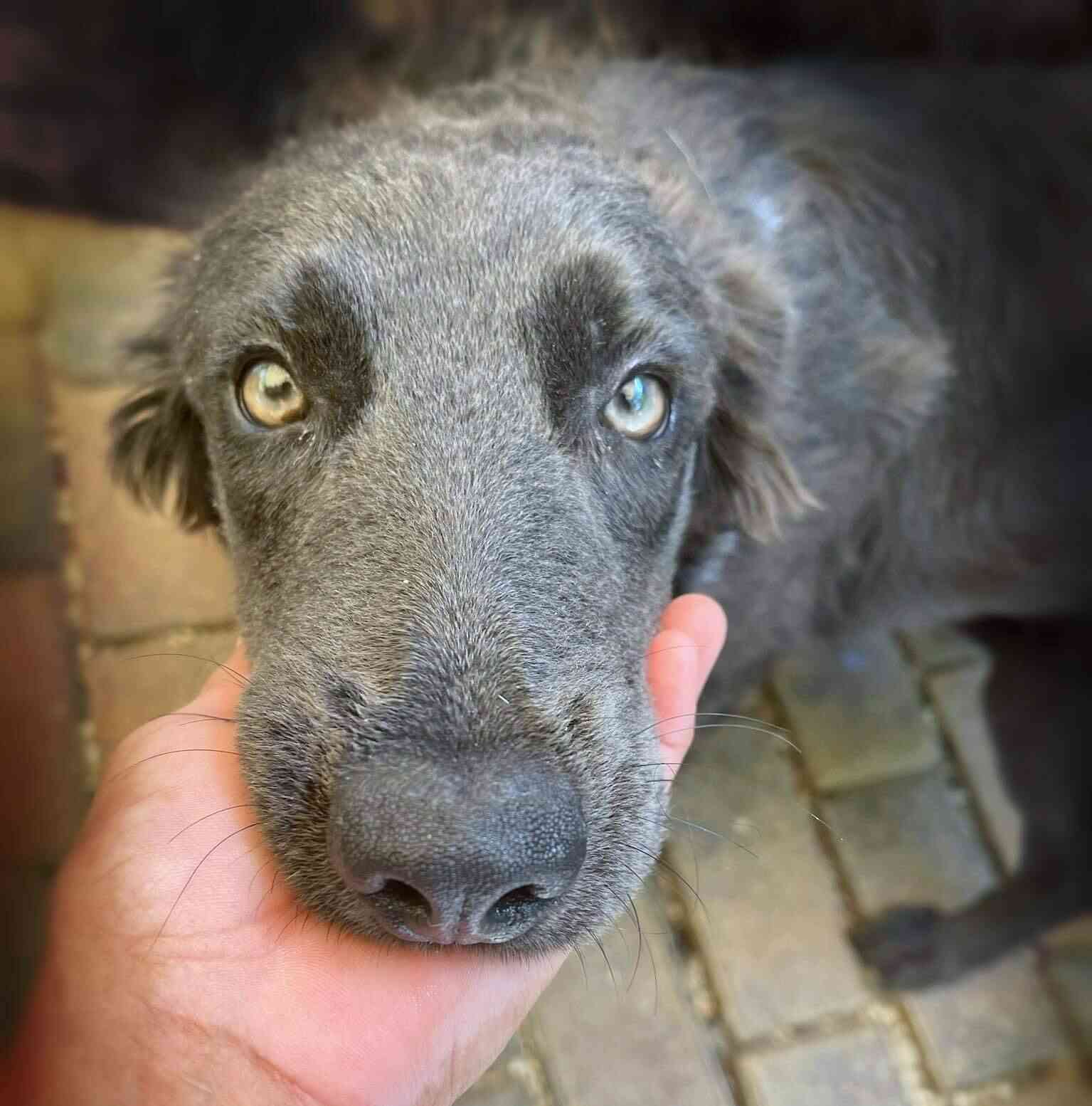 60 Dogs Will Be Saved Today