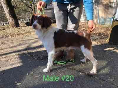 Death Left 37 Dogs Behind-ABR Can Help!!