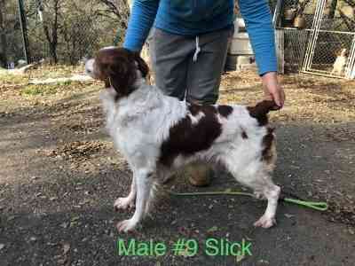 Death Left 37 Dogs Behind-ABR Can Help!!