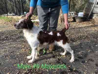 Death Left 37 Dogs Behind-ABR Can Help!!