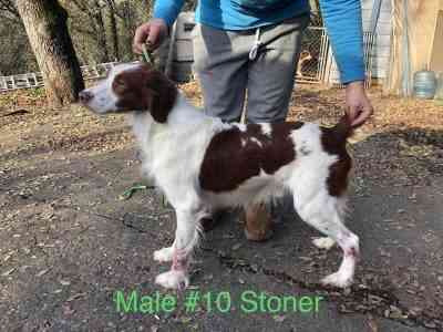 Death Left 37 Dogs Behind-ABR Can Help!!