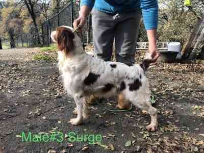 Death Left 37 Dogs Behind-ABR Can Help!!