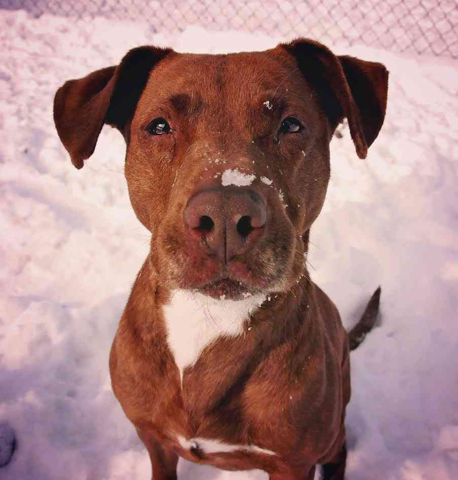 St Patty's Day Pitty Pals