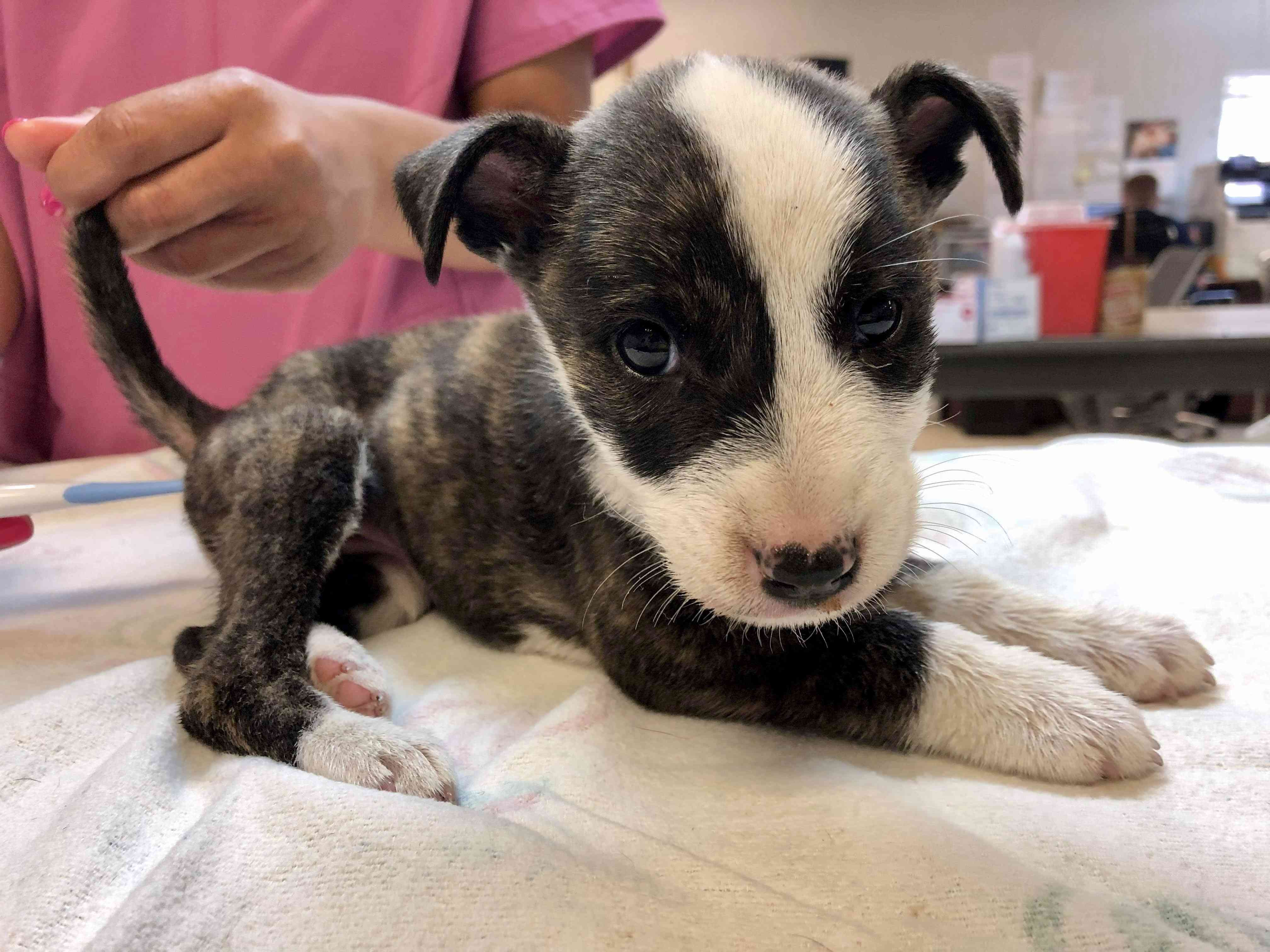 Puppy in dire condition!