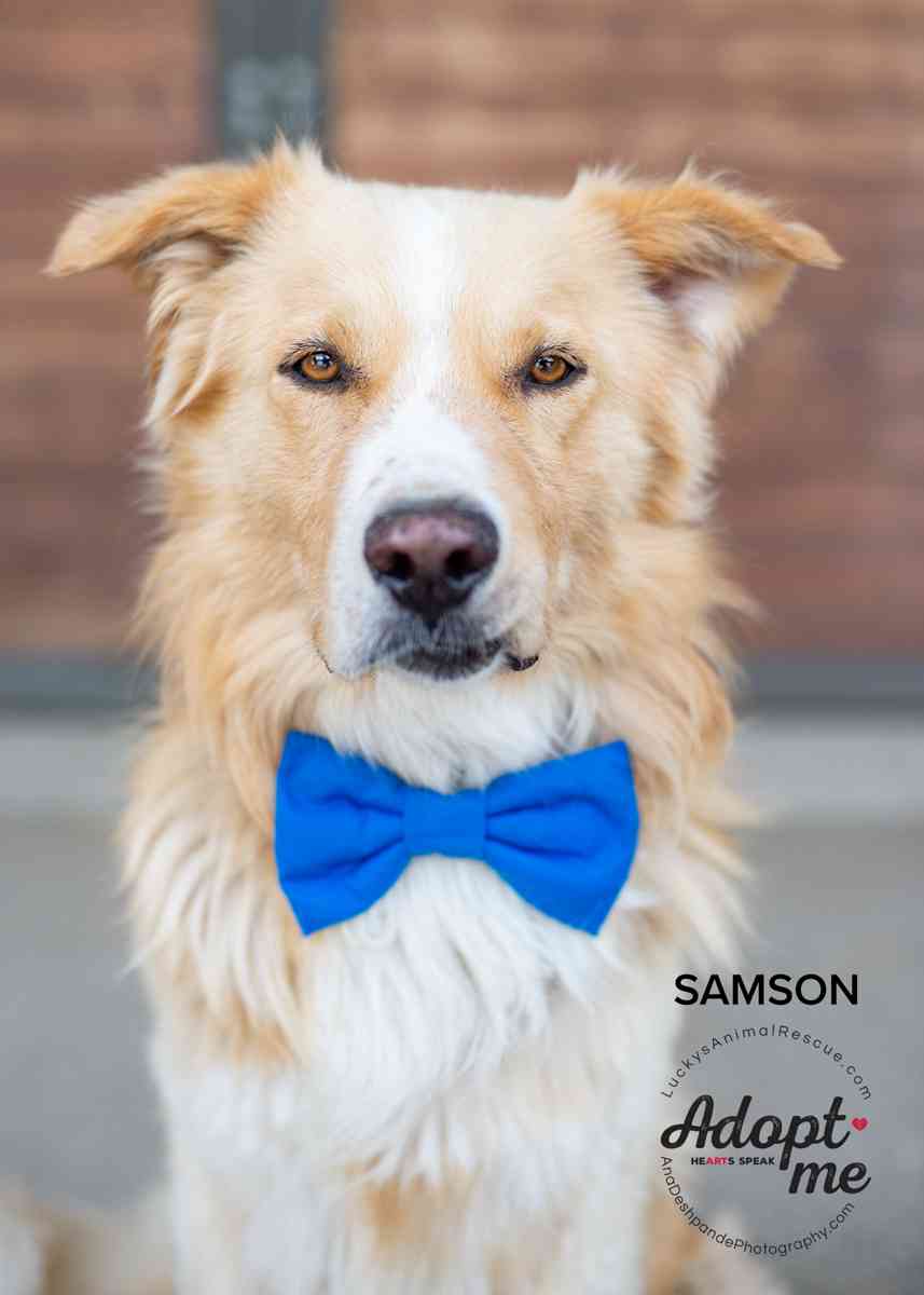 Cutest Pet Photo Contest