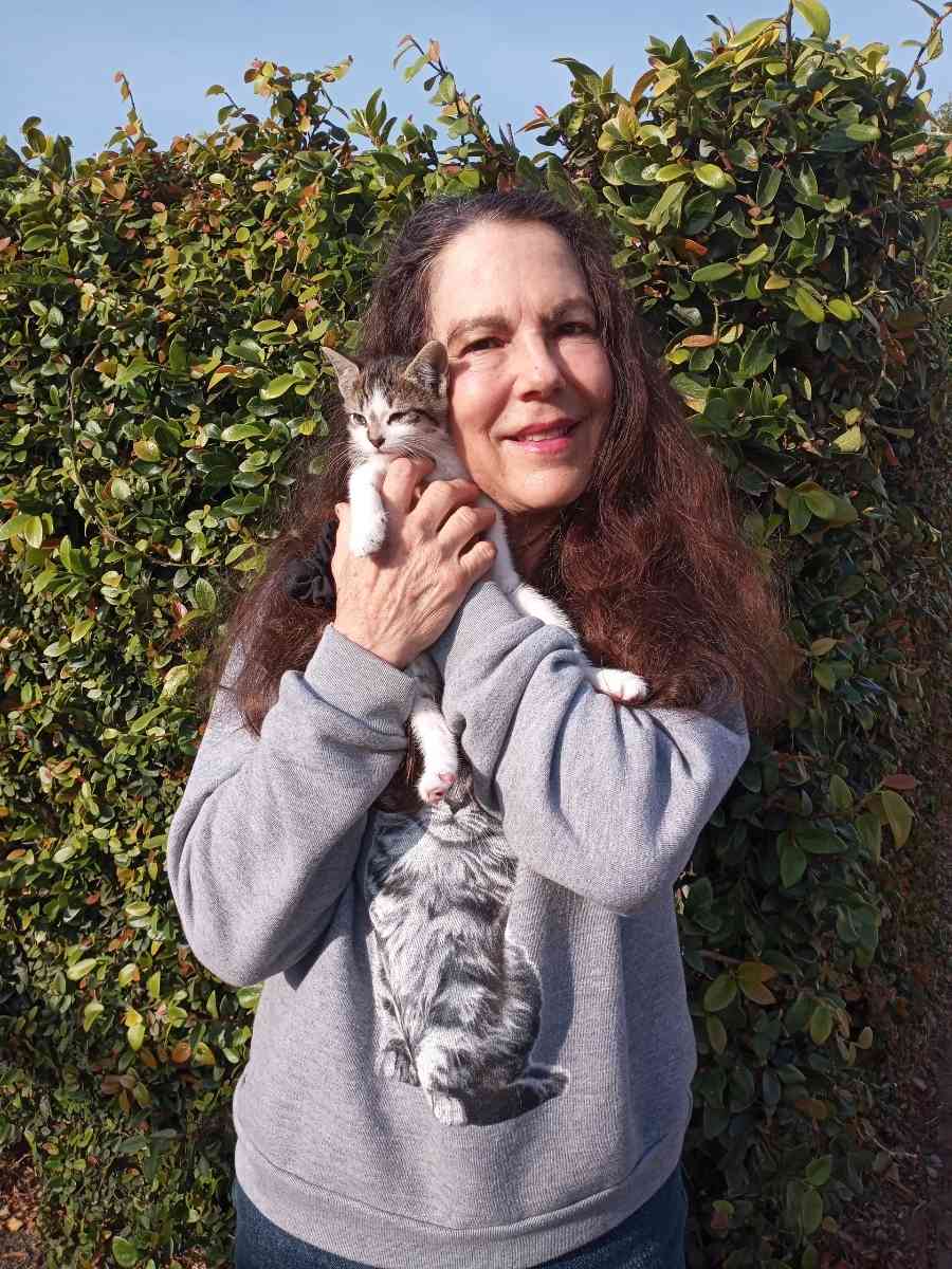 Cat Rescue Van Stolen