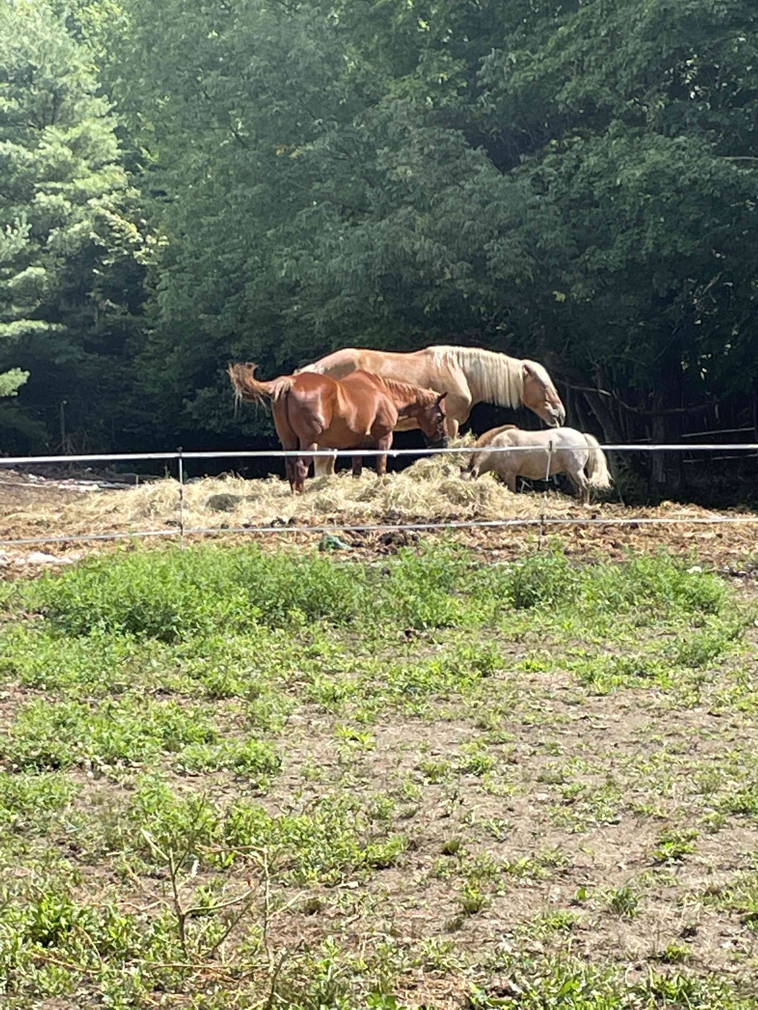Hay & Vet Expenses