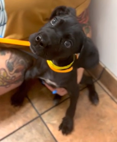 This puppy was going to be euthanized!