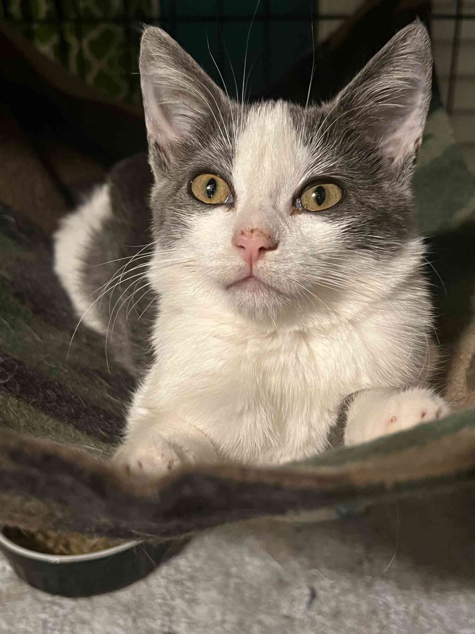 $5 Friday for Sparkle Cat Rescue