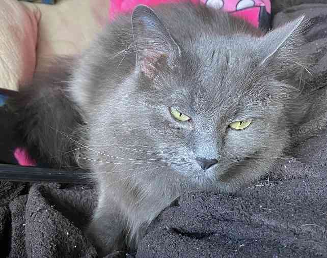 please-help-pay-vet-bills-for-smore