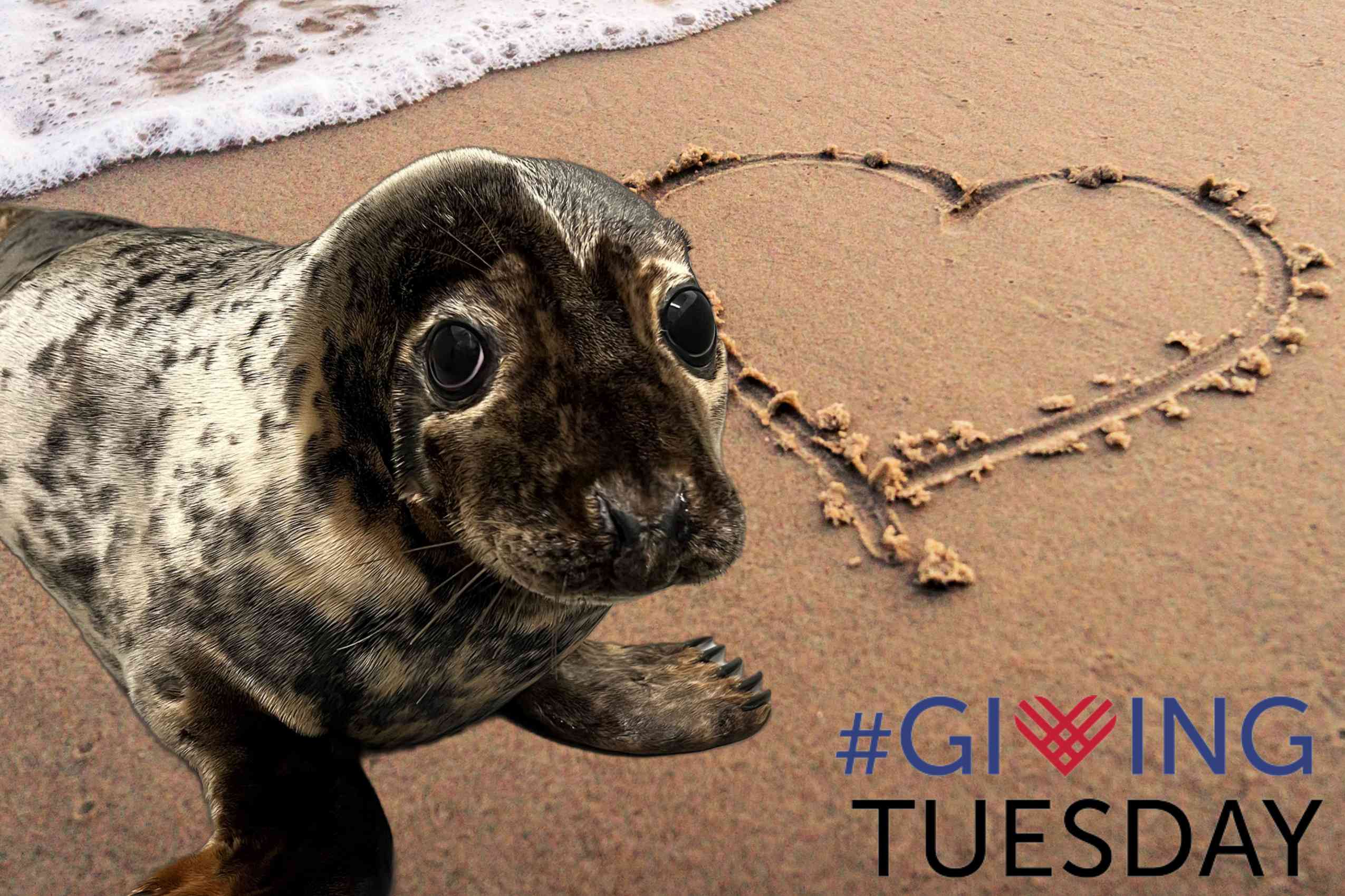 Saving stranded marine animals