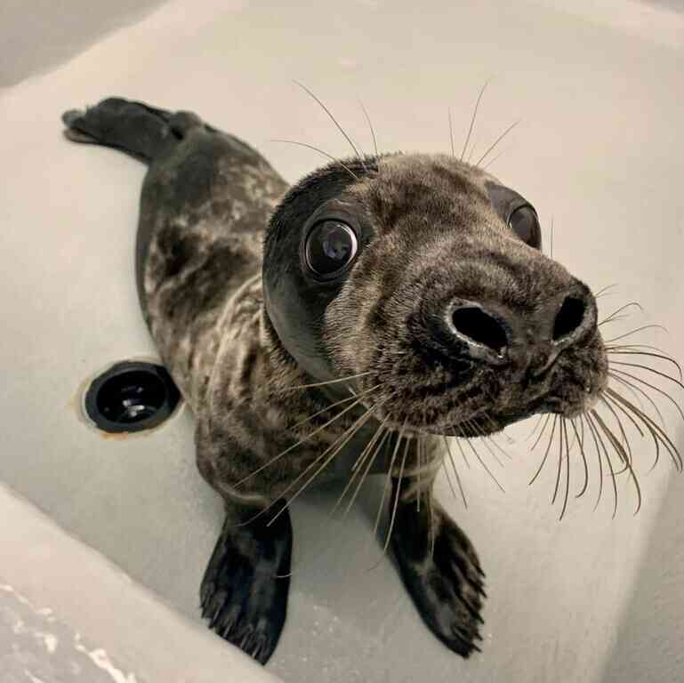 Saving stranded marine animals
