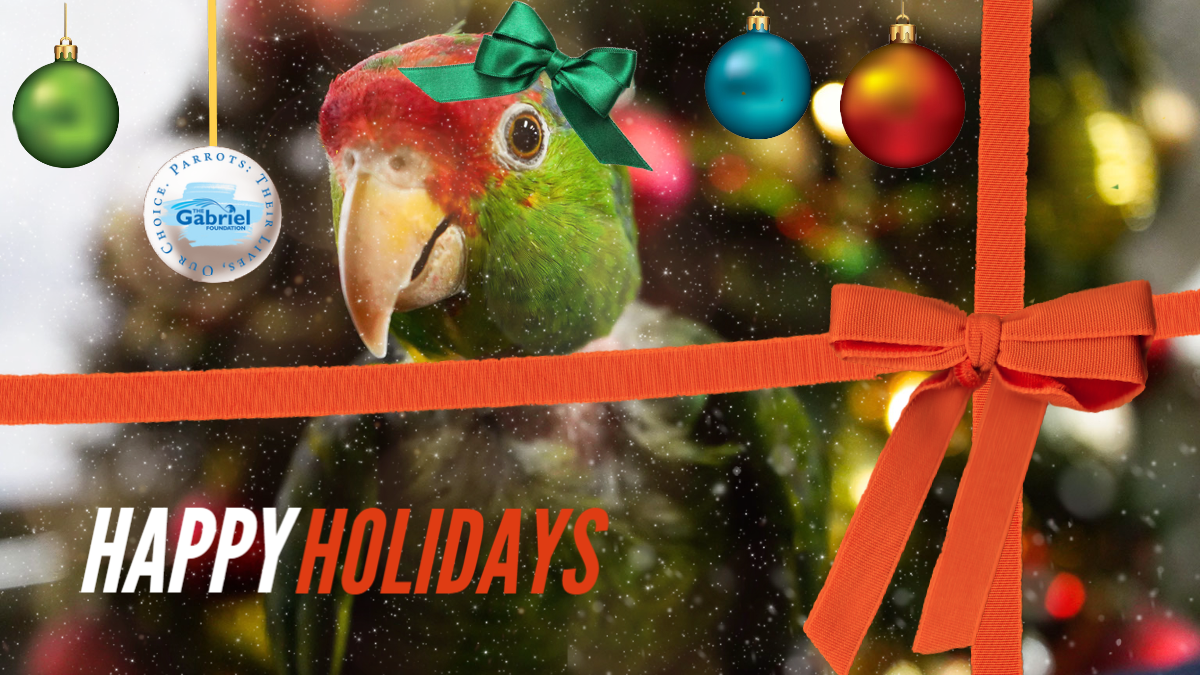 Holiday Parrot Giving Tree