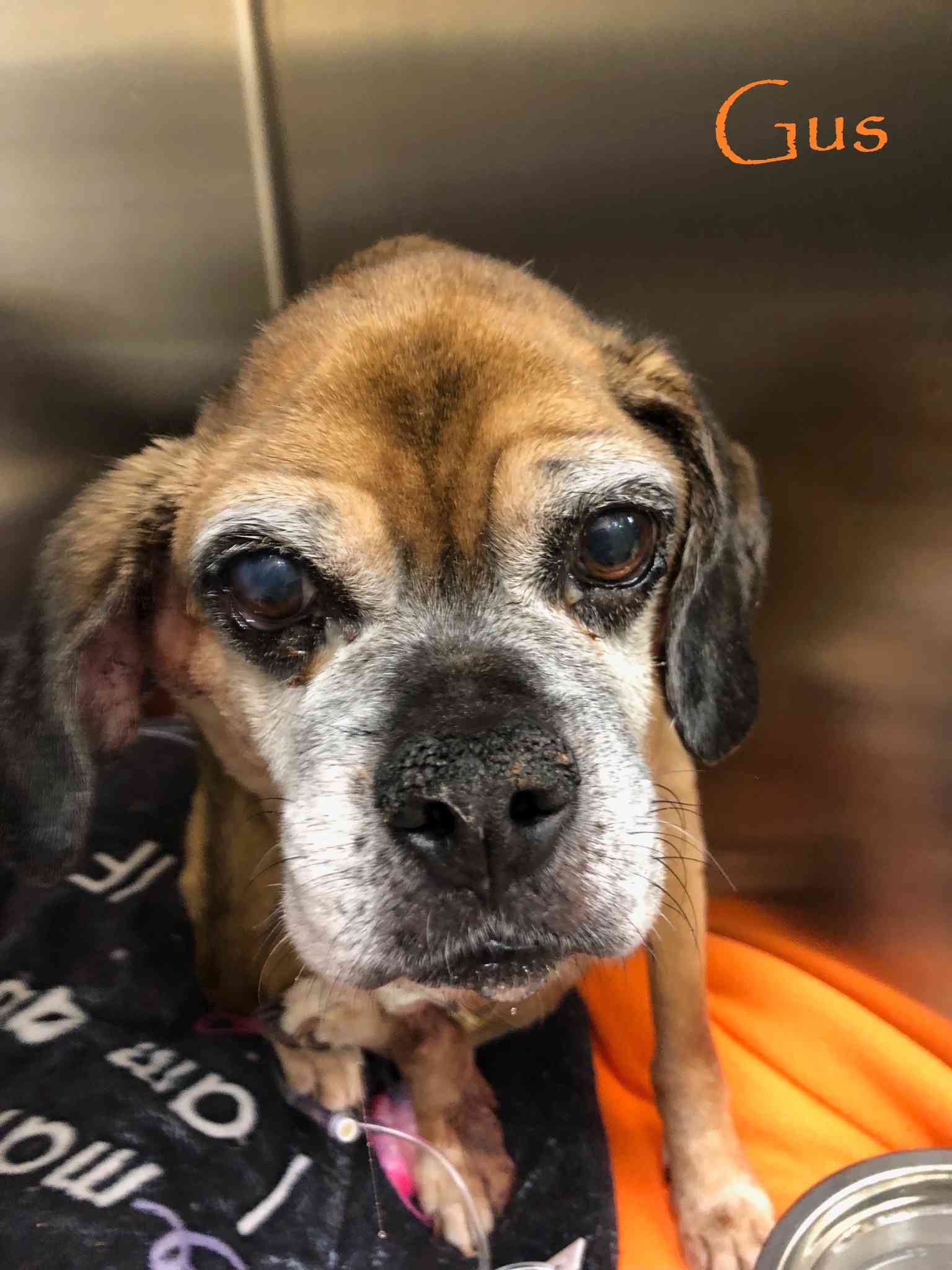 Giving Tuesday for the Angel Dogs!