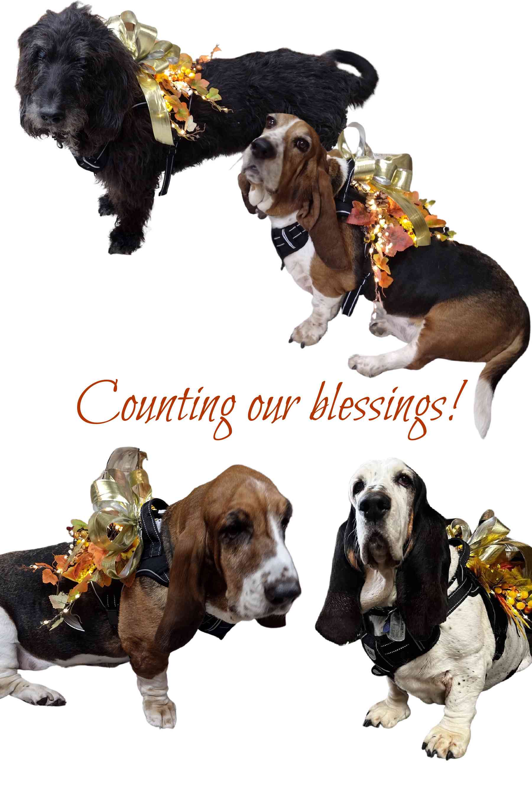 Daphneyland Needs GivingTuesday Love!