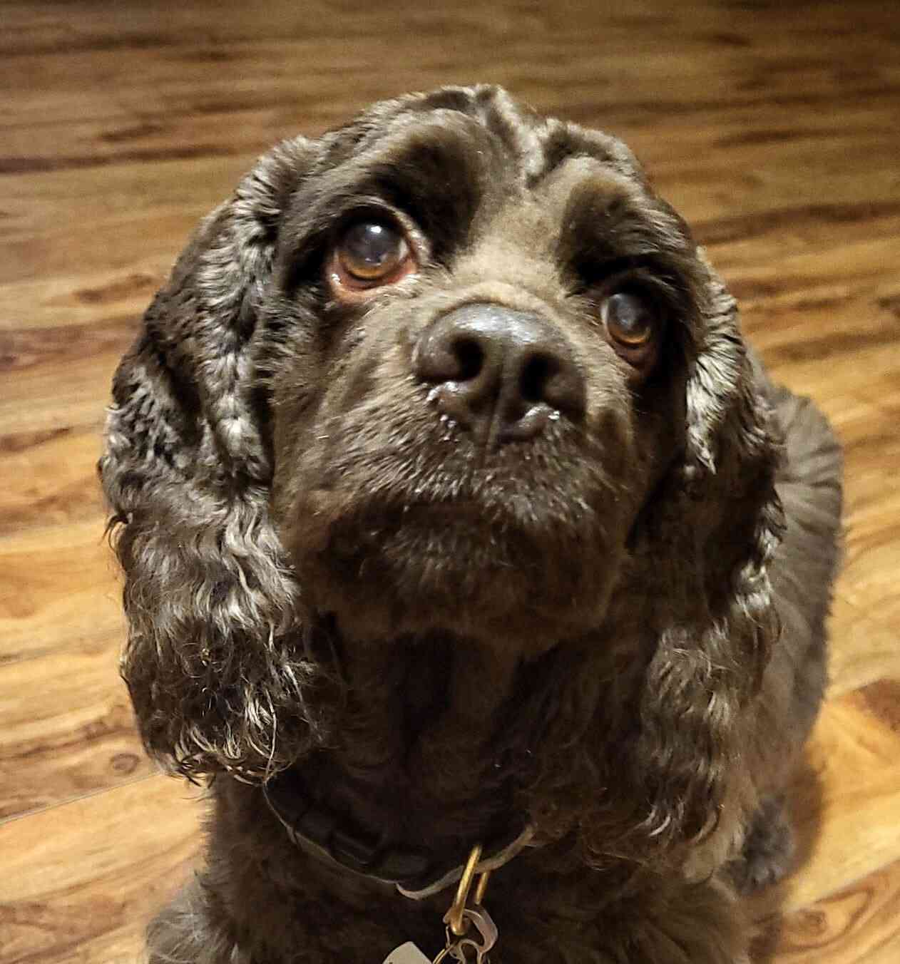 Giving Tuesday for DFW Cocker Rescue