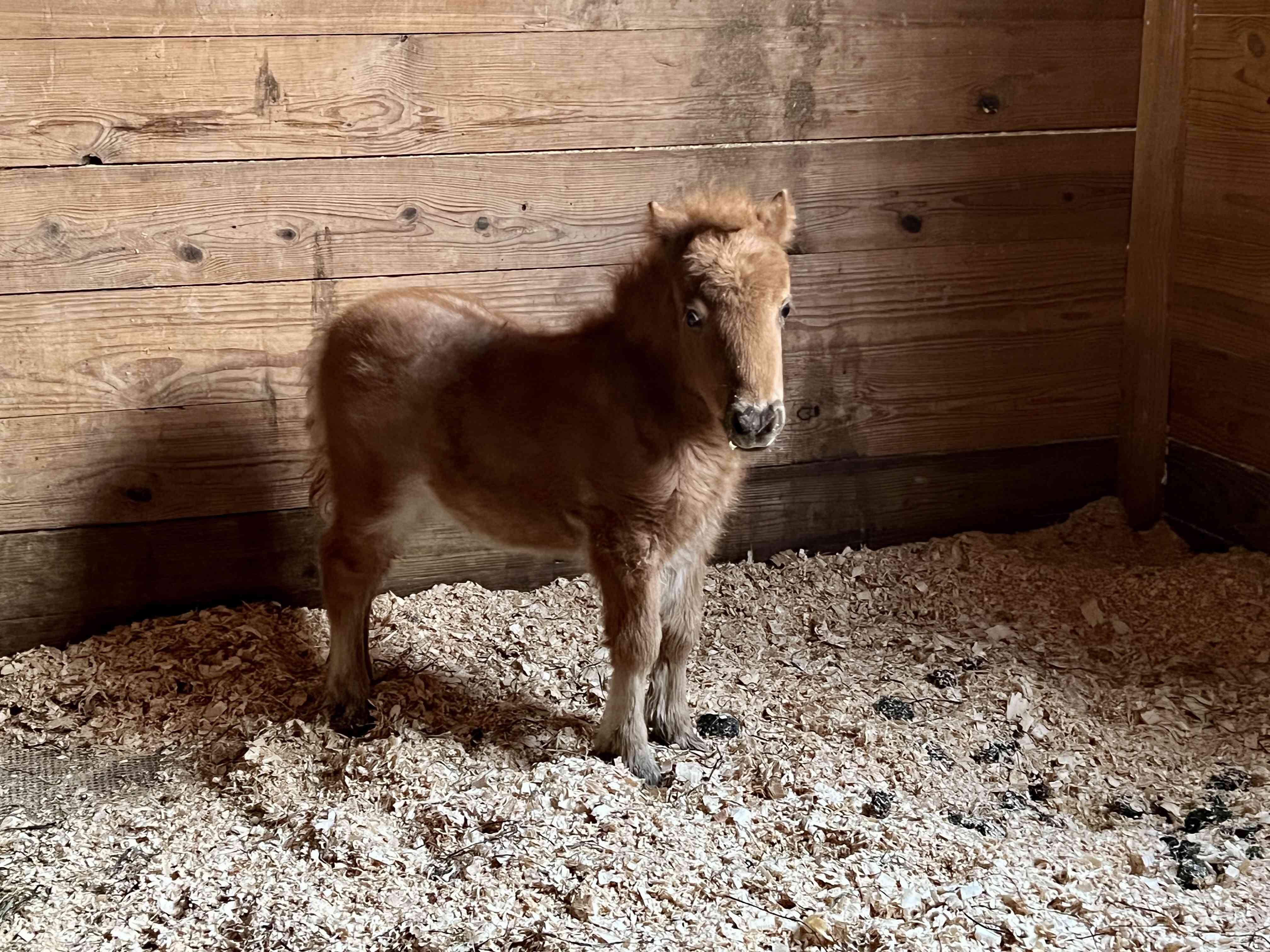 Please Help Little Dash