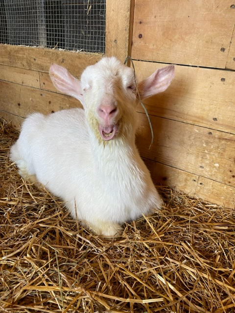 Give a "Bleating" Heart and Save a Life