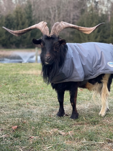 Give a "Bleating" Heart and Save a Life