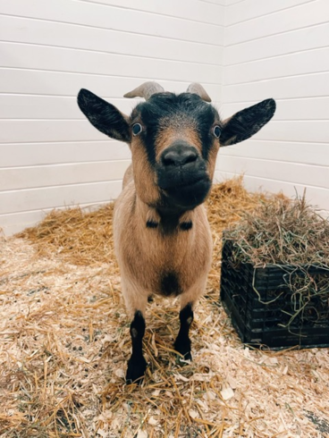 Give a "Bleating" Heart and Save a Life