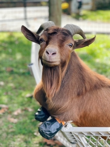 Give a "Bleating" Heart and Save a Life