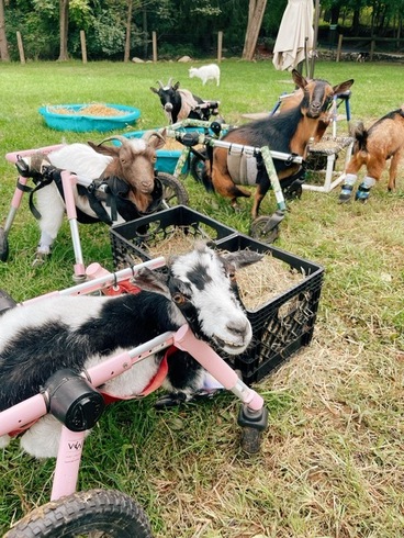 Give a "Bleating" Heart and Save a Life