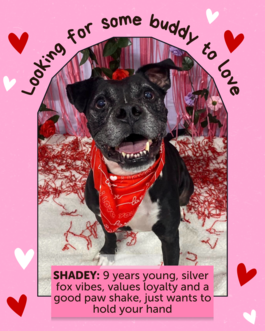 Valentine's Day for Homeless Pets