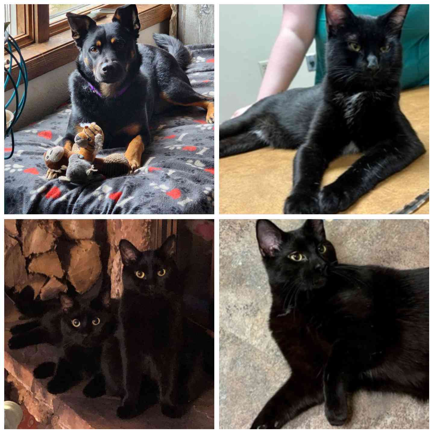 Vet Bills: Belle, Binx, Jinx, Gemma,Finn